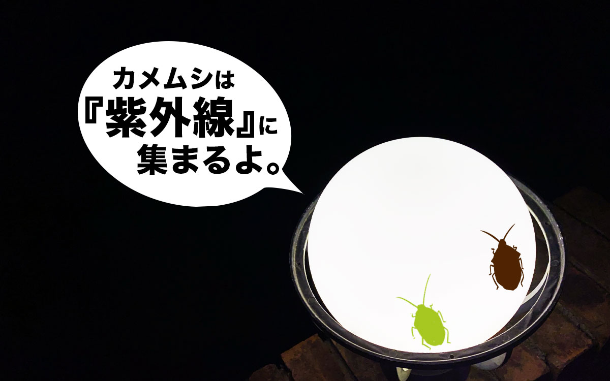 なぜ家の中にくさい虫「カメムシ」がいるの→原因は白い洗濯物だった？ ｜ 神奈川県の駆除専門業者クリーン計画プロープル
